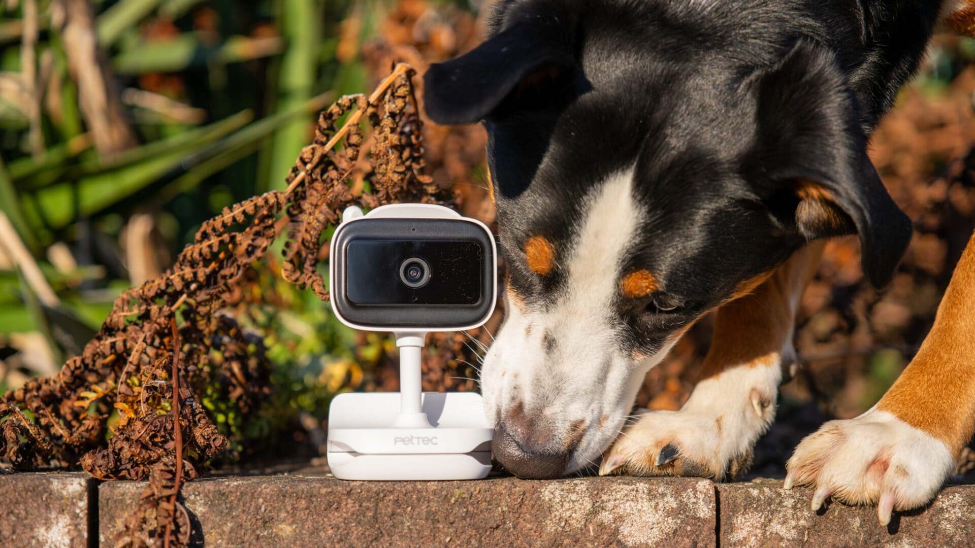 PetTec Cam Feel im Test, Überwachungskamera mit Tier-Fokus und ...
